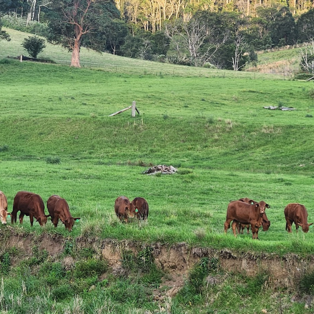 About Us – Sun Peaks Droughtmasters